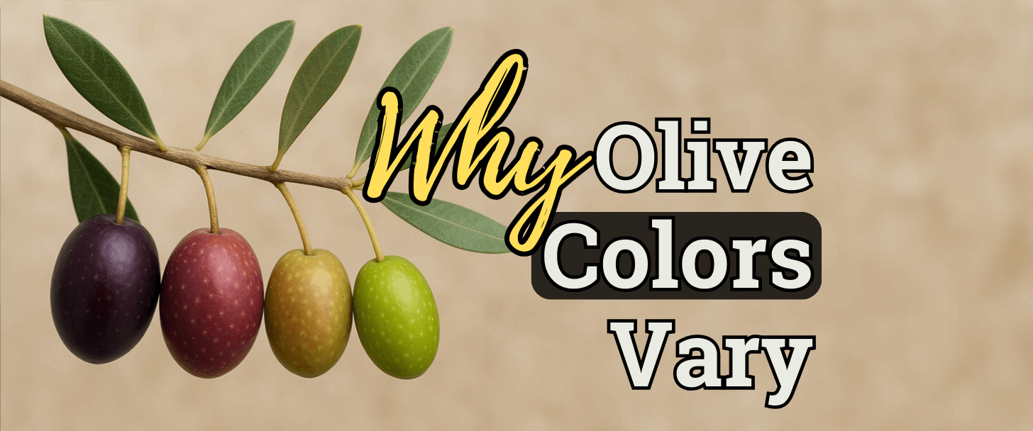 What’s the Difference Between Green and Brown Olives? - Phelan's ...